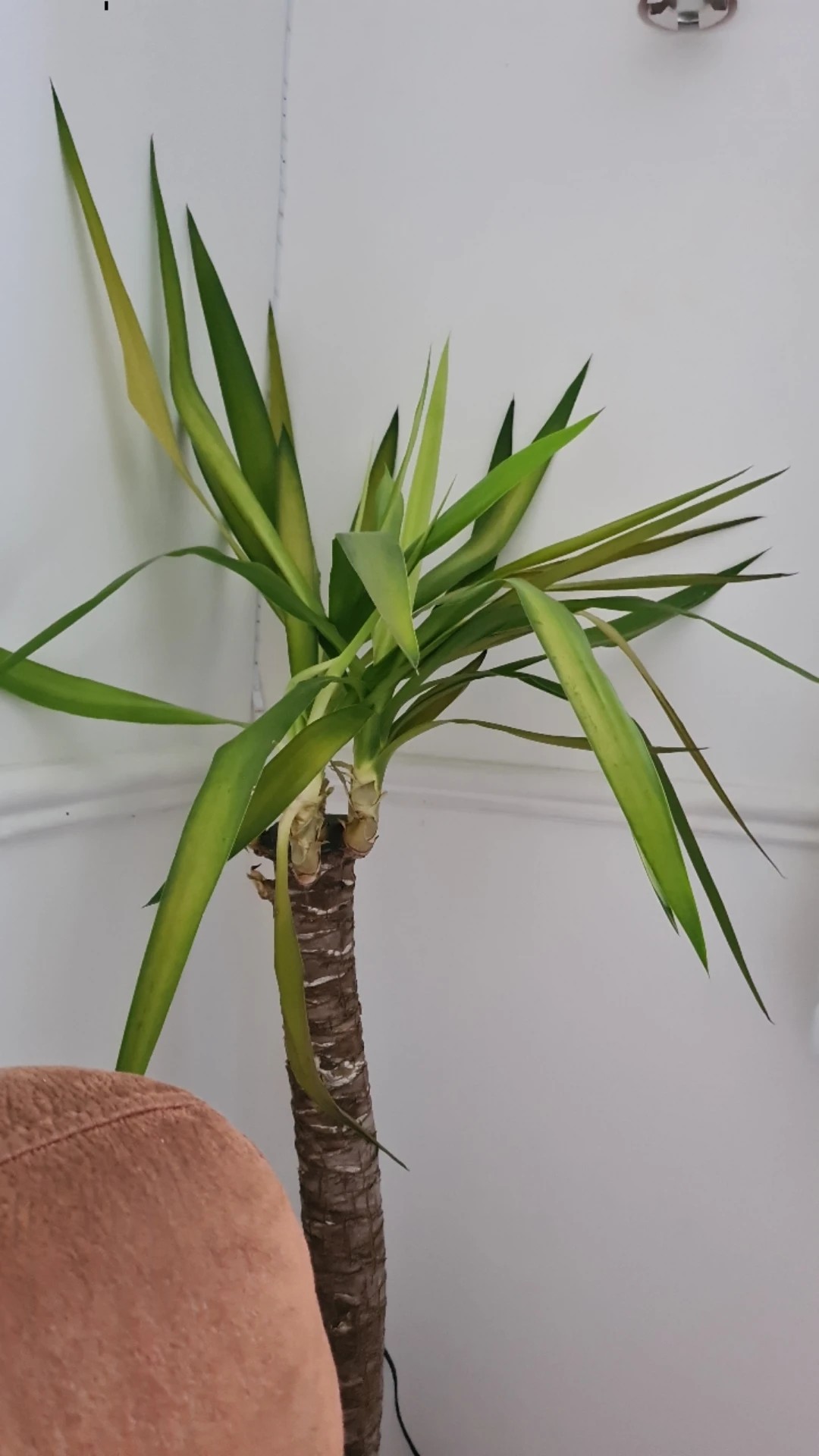How to Treat Wilting Disease on Spineless yucca?