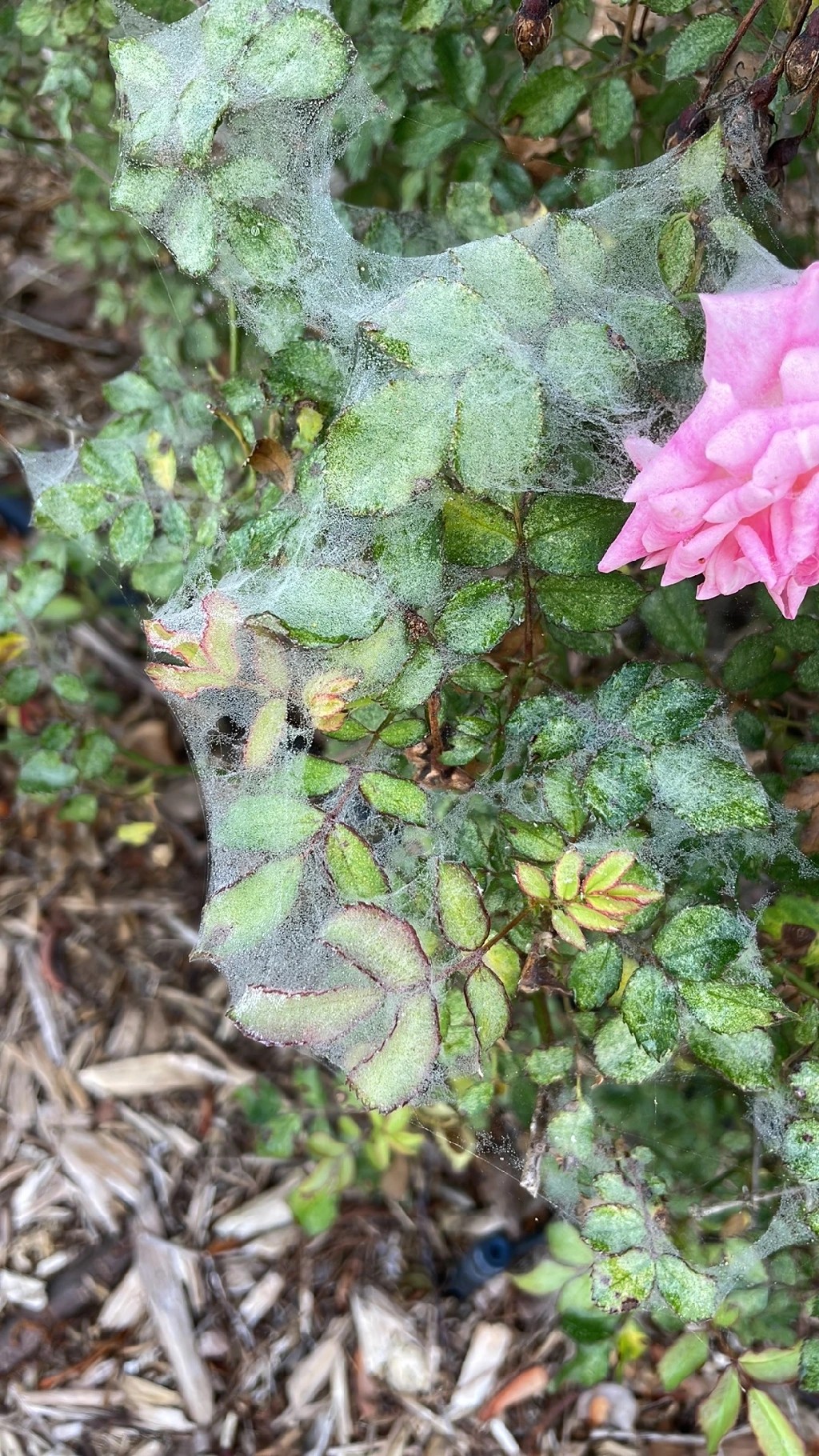 ¿Cómo tratar la enfermedad Oídio en Rosa china?