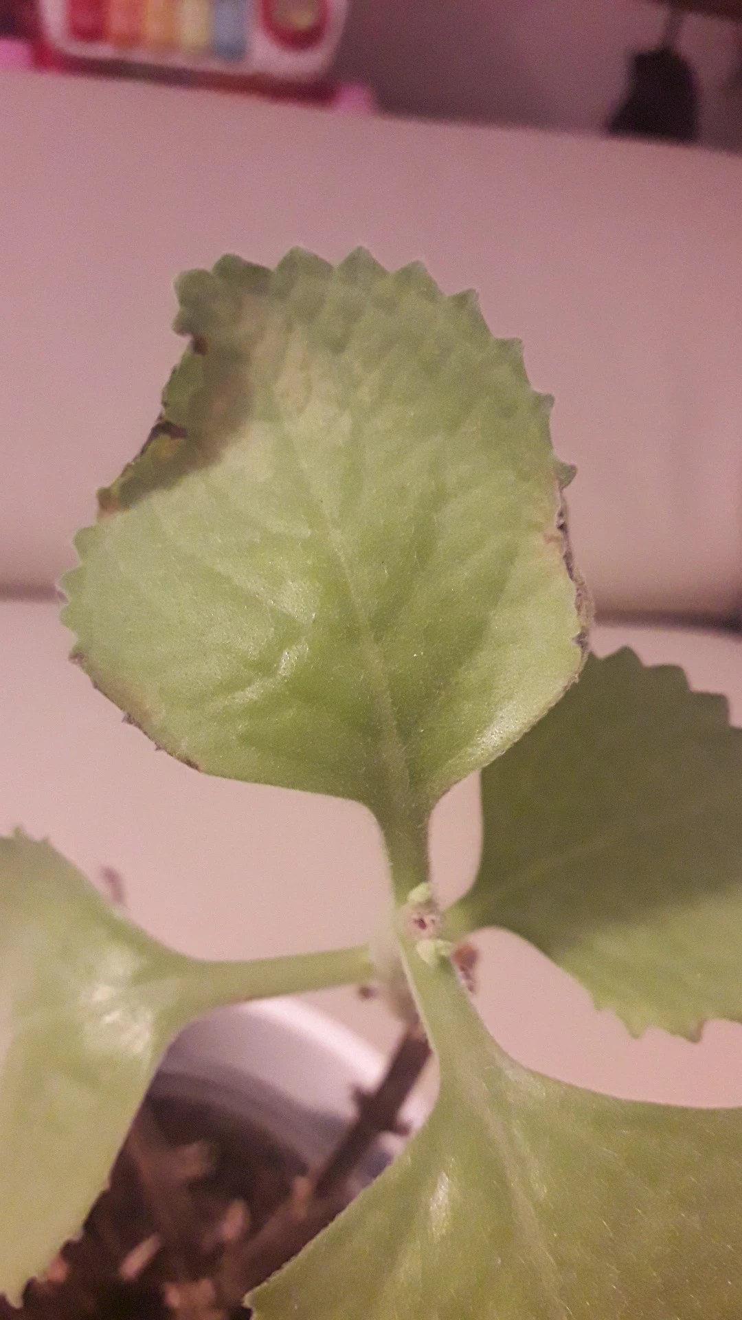How to Treat Leaf rot Disease on Mexican mint?