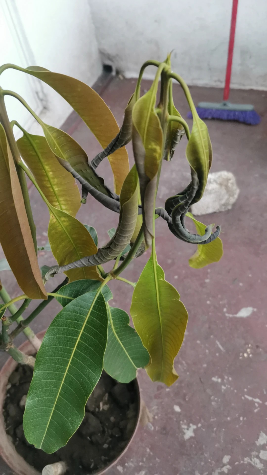 How to Treat Wilting Disease on Mango tree?