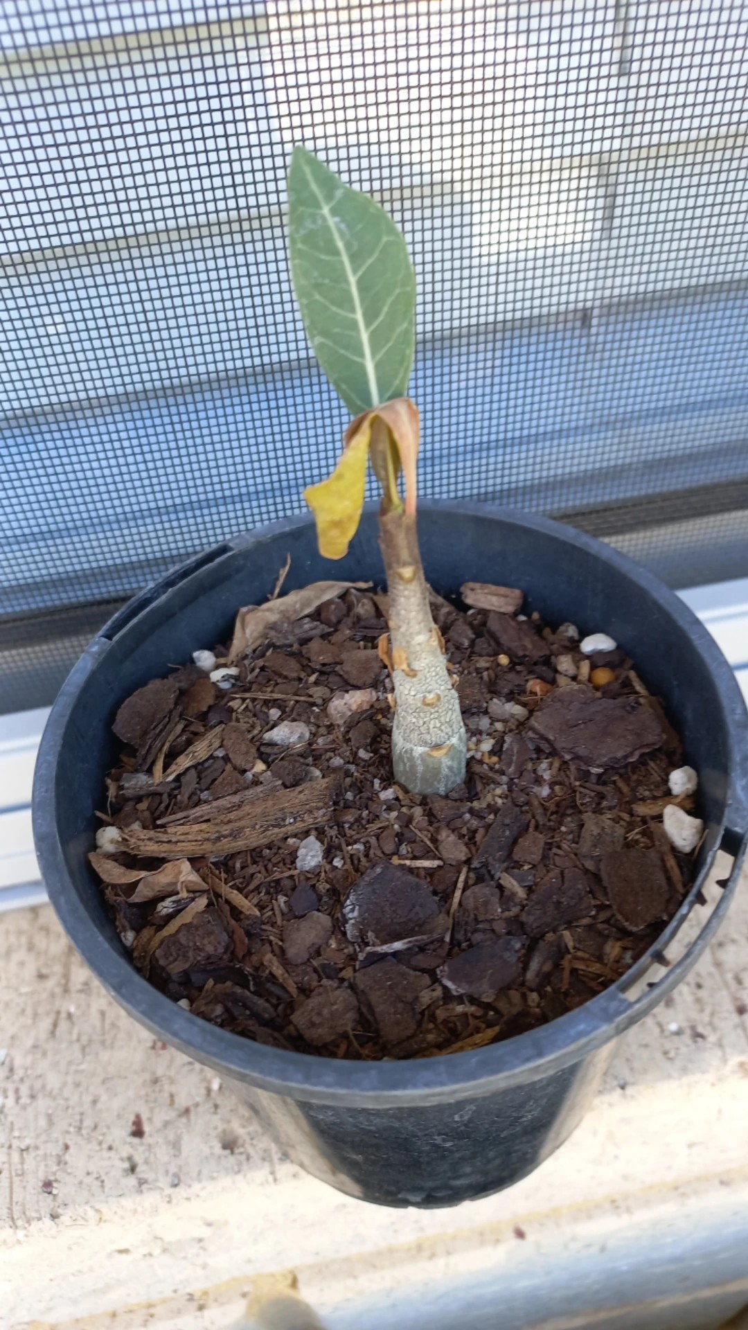 How to Treat Leaf rot Disease on Desert rose?