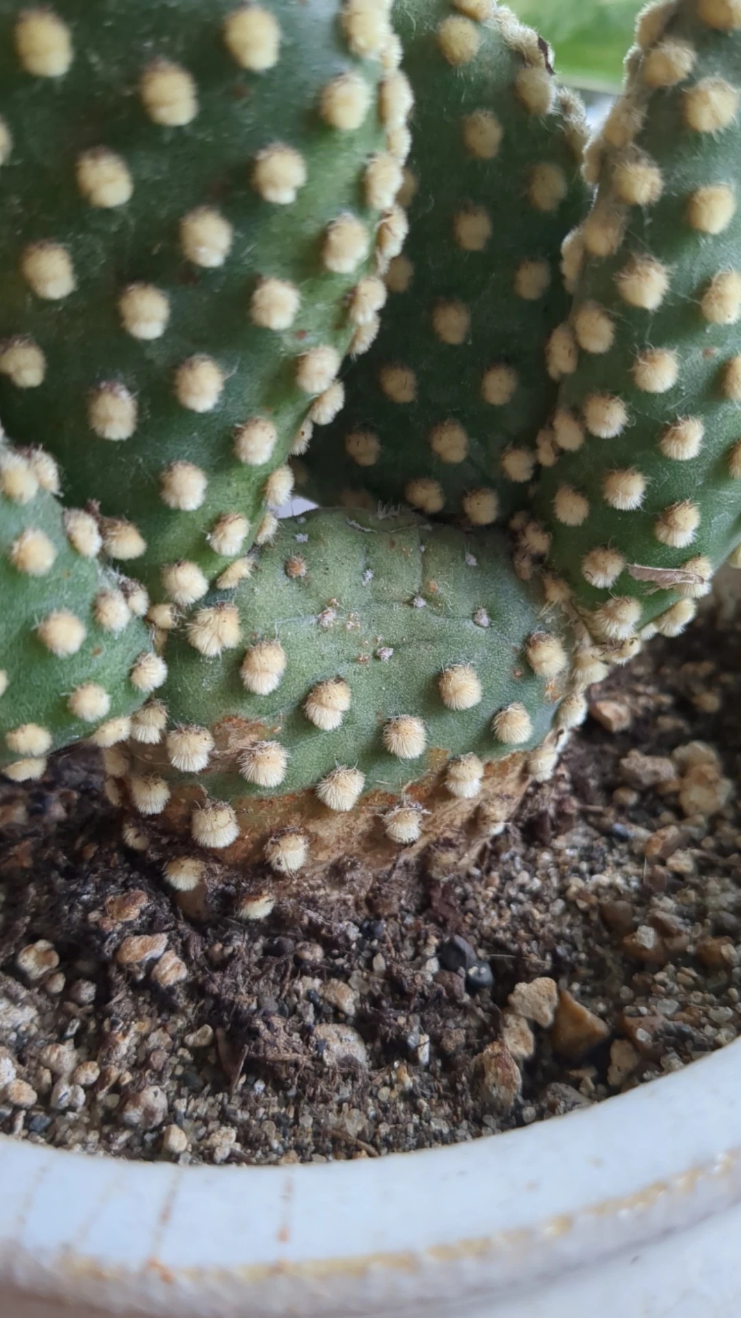 How to Treat Aphids Disease on Angel's-wings?