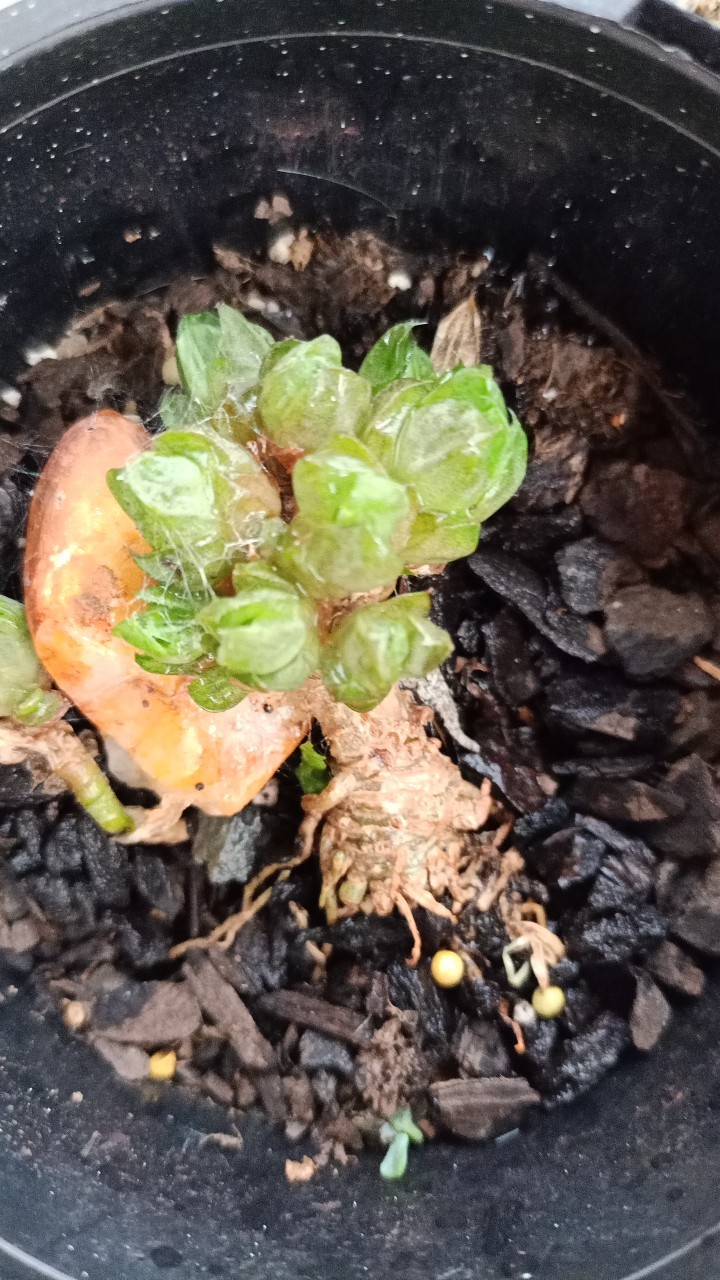 How to Treat Soft Rot Disease on Cobweb hens and chicks?
