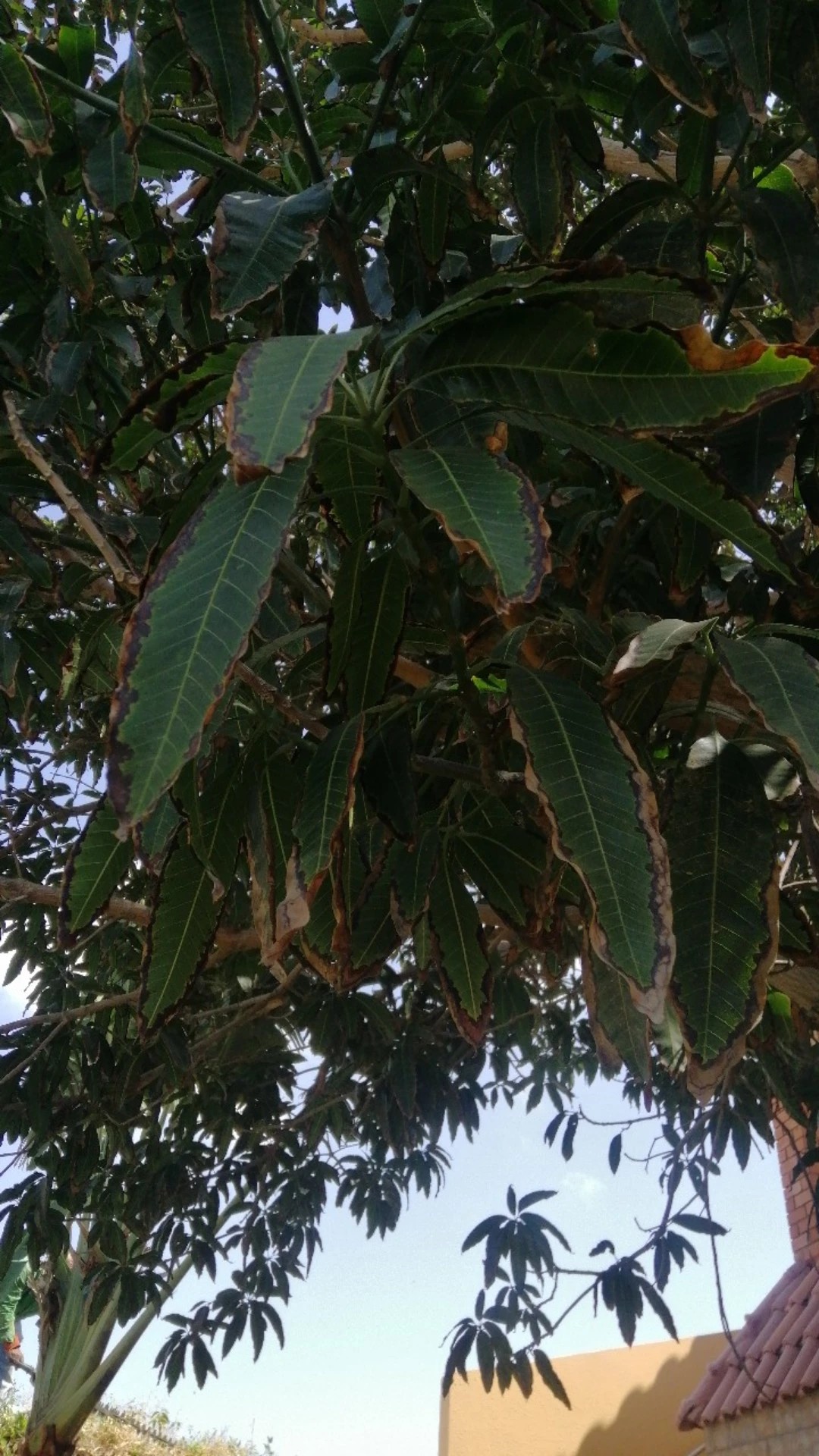 How to Treat Leaf blight Disease on Mango tree?