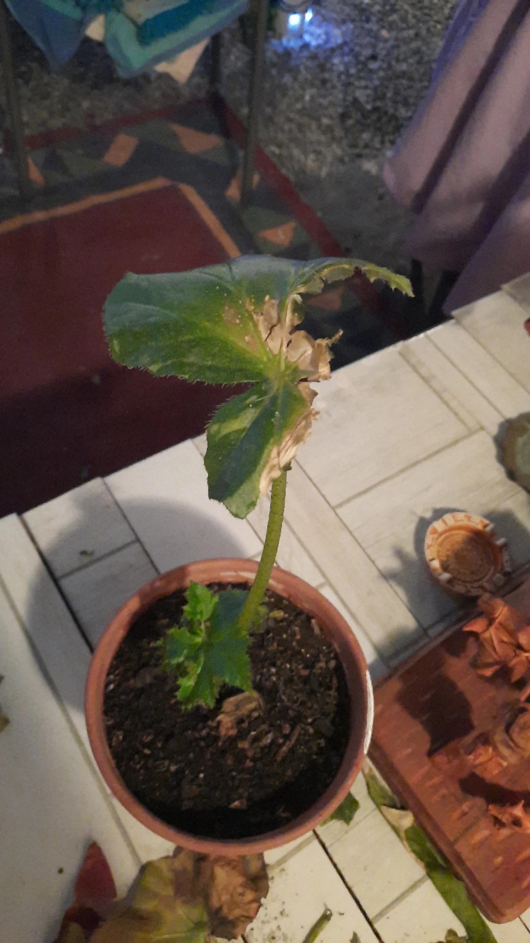 How to Treat Leaf rot Disease on Painted-leaf begonia?