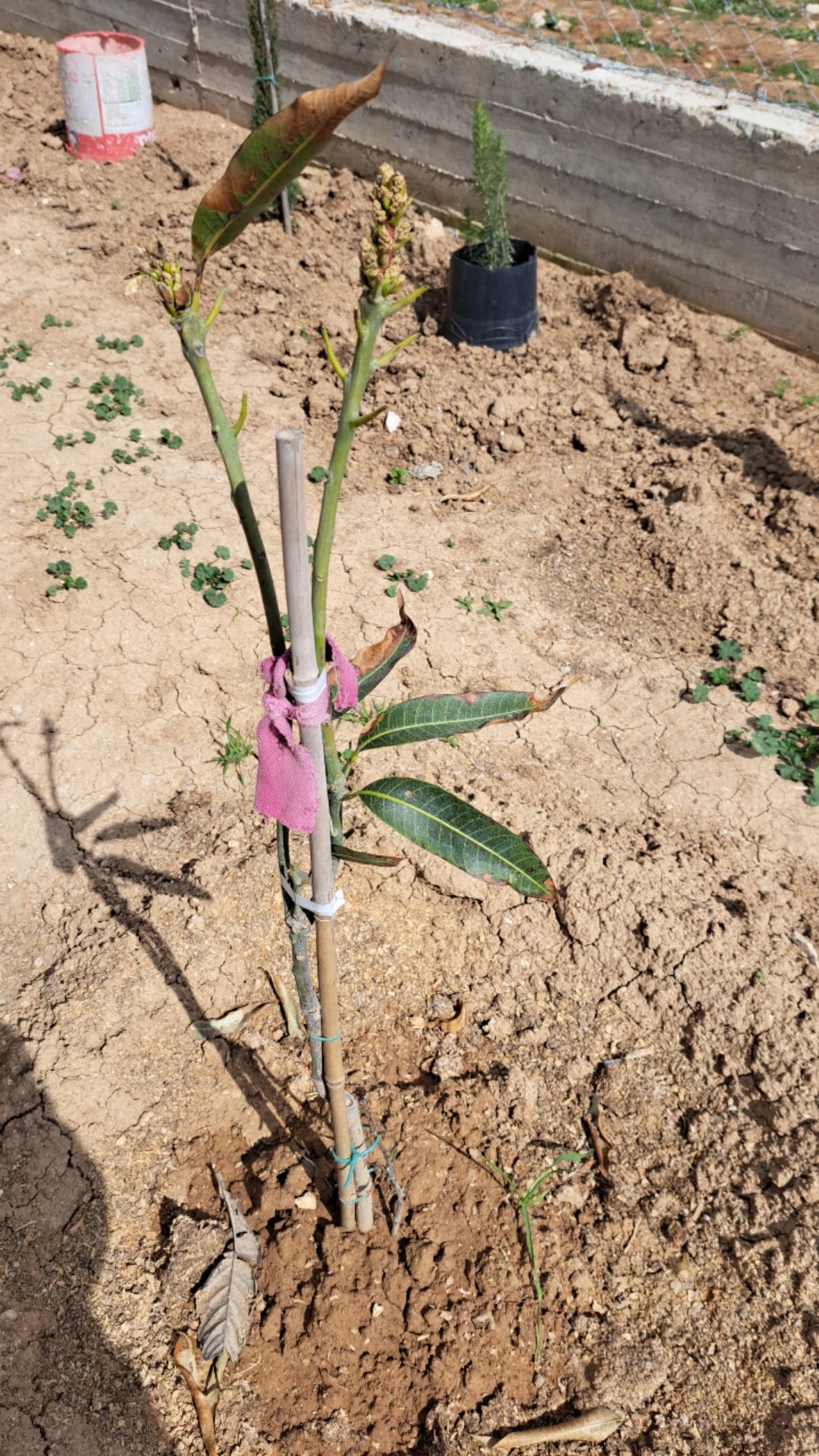 How to Treat Leaf blight Disease on Mango tree?