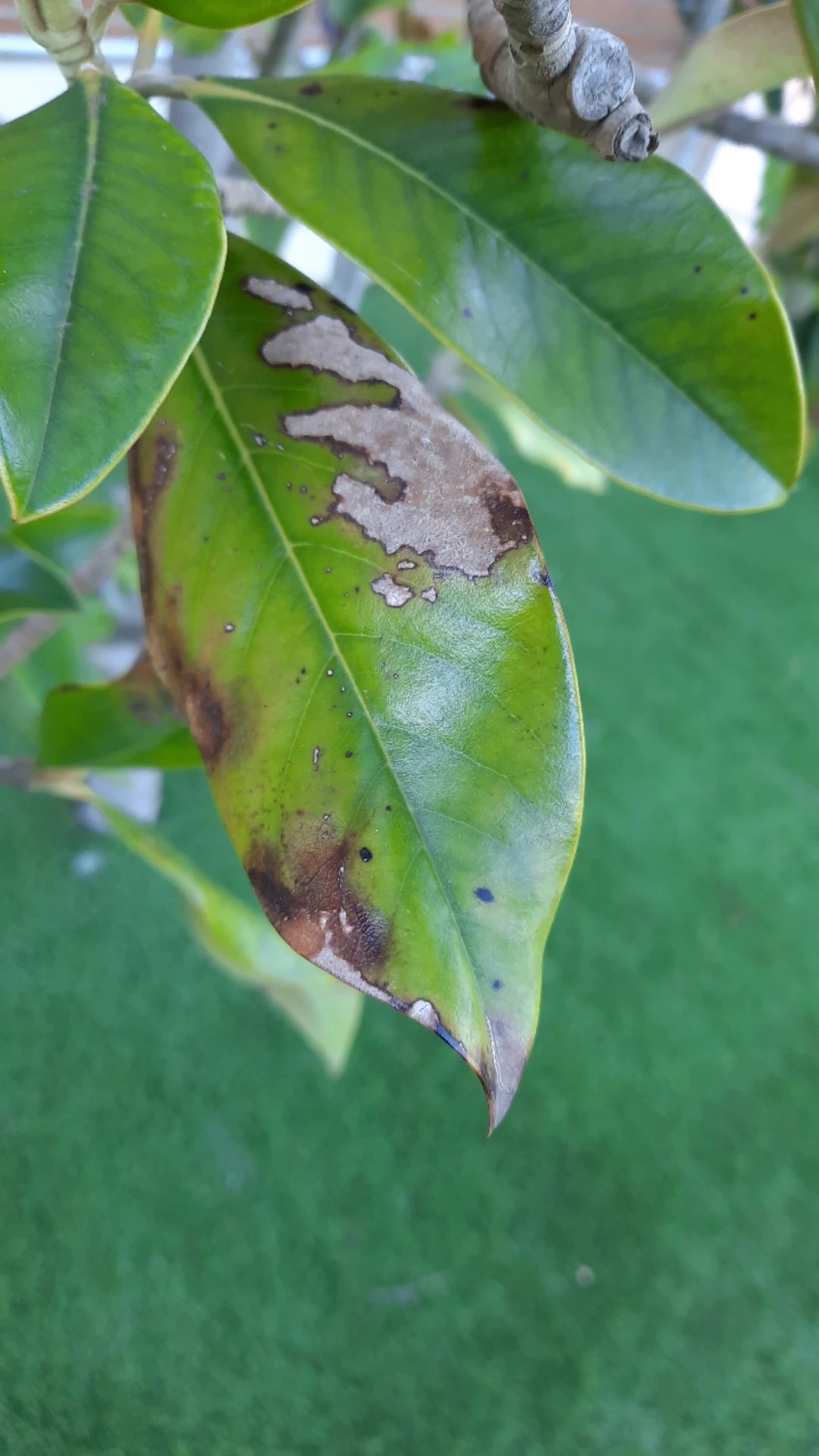 How to Treat Brown blotch Disease on Southern magnolia?