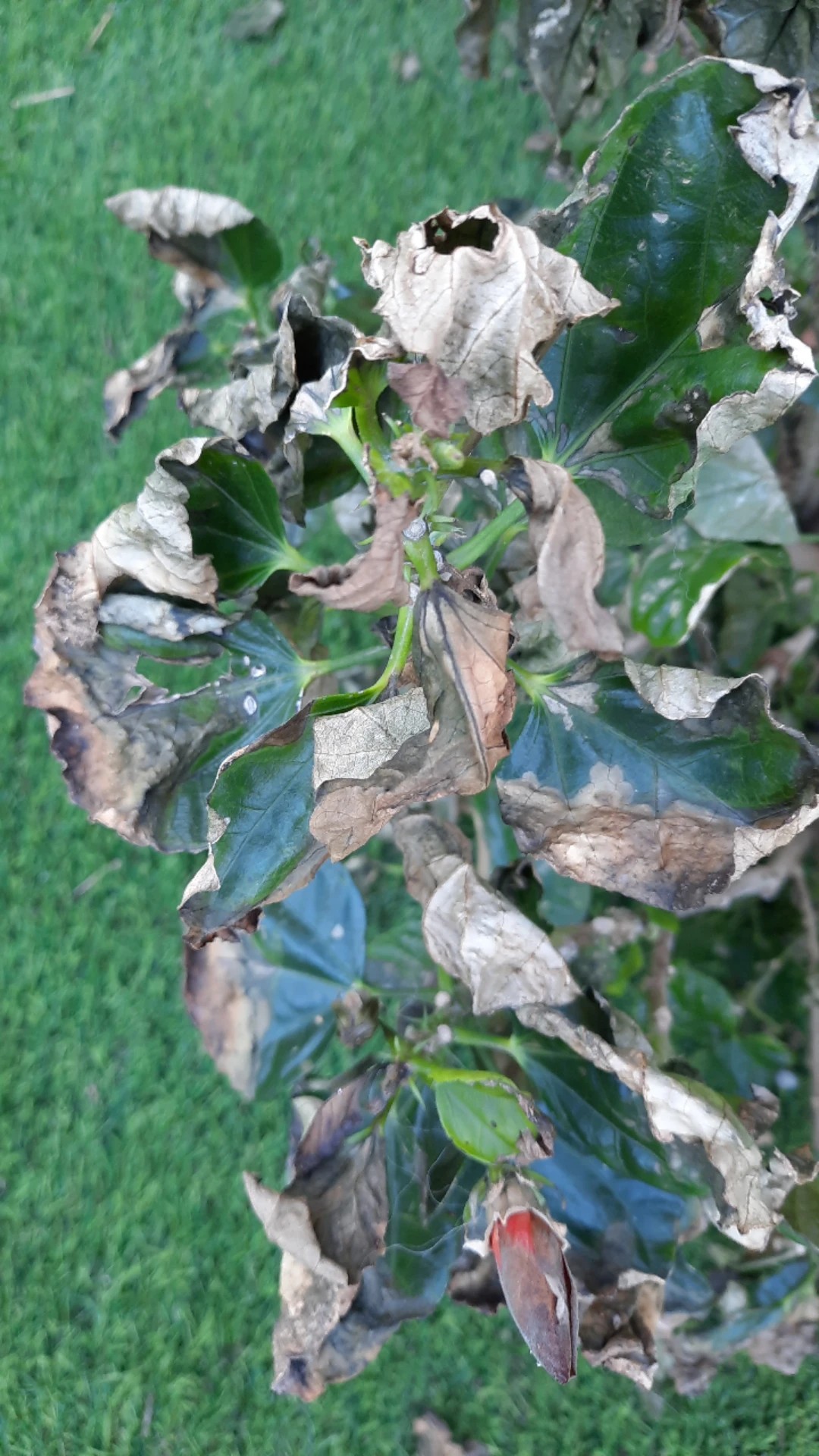 How to Treat Leaf rot Disease on Chinese hibiscus?