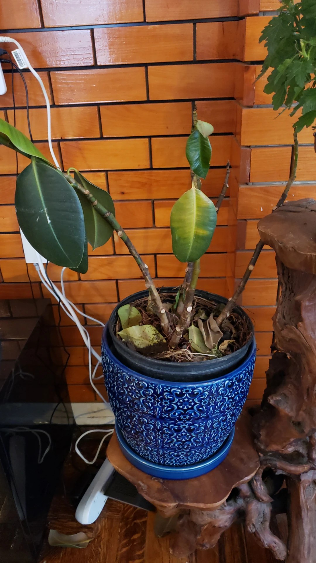 How to Treat Wilting Disease on Rubber tree?