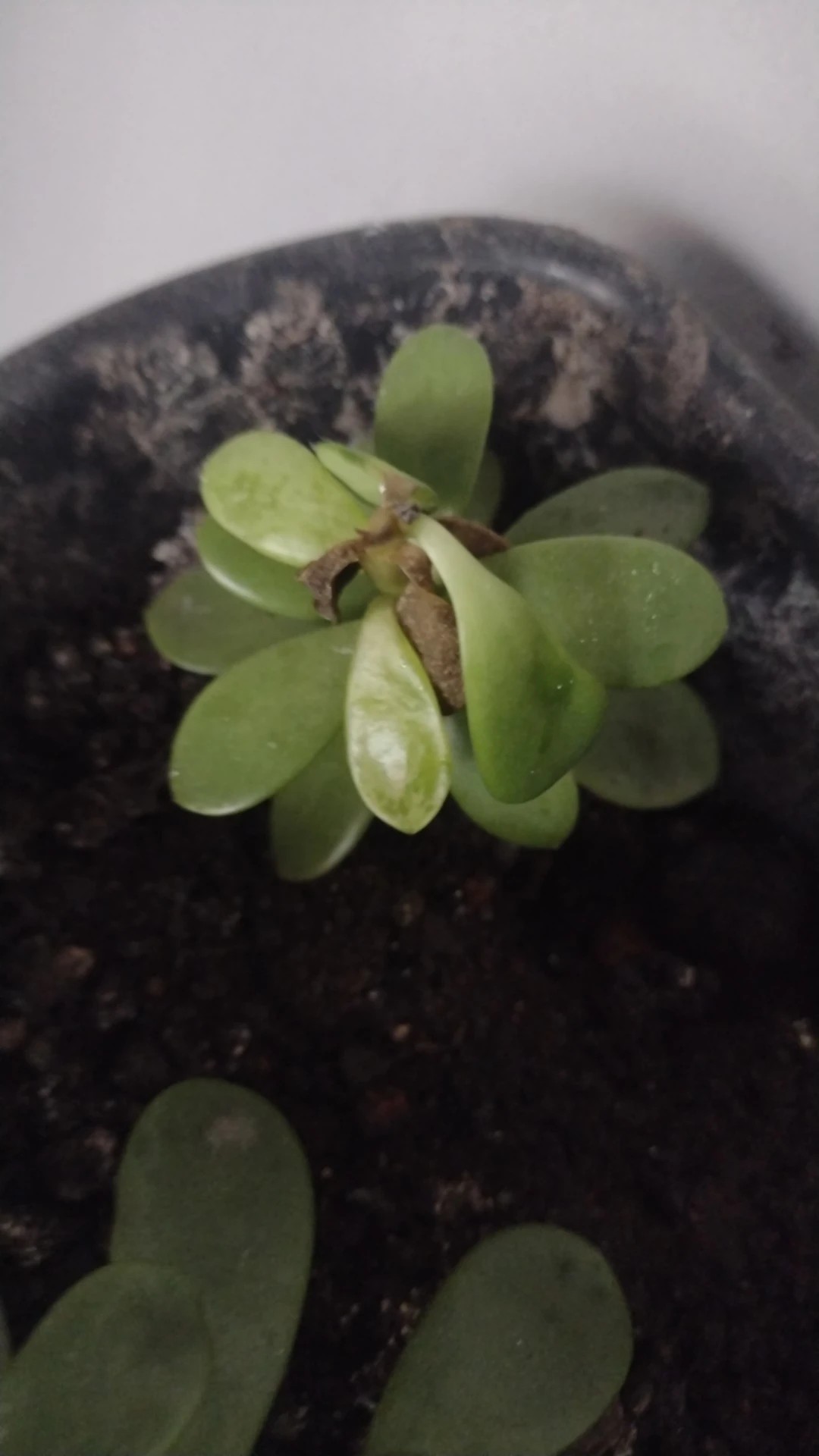 How to Treat Leaf rot Disease on Jade plant?