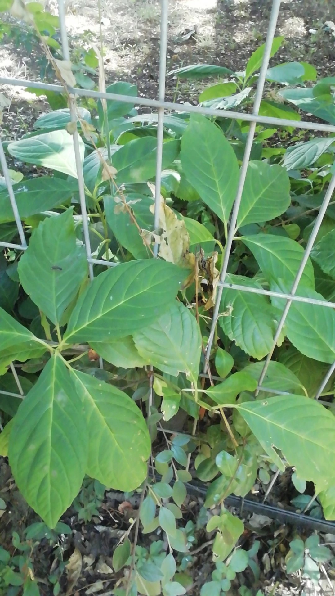 How to Treat Caterpillars Disease on Bigleaf hydrangea?