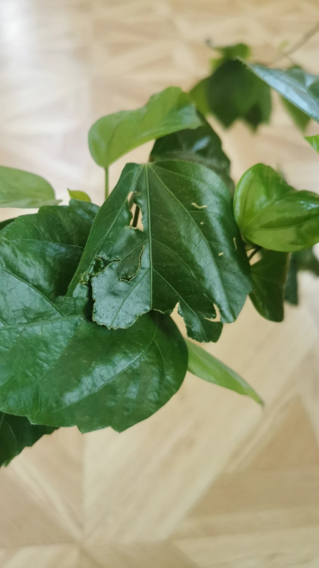 How to Treat Leaf rot Disease on Chinese hibiscus?