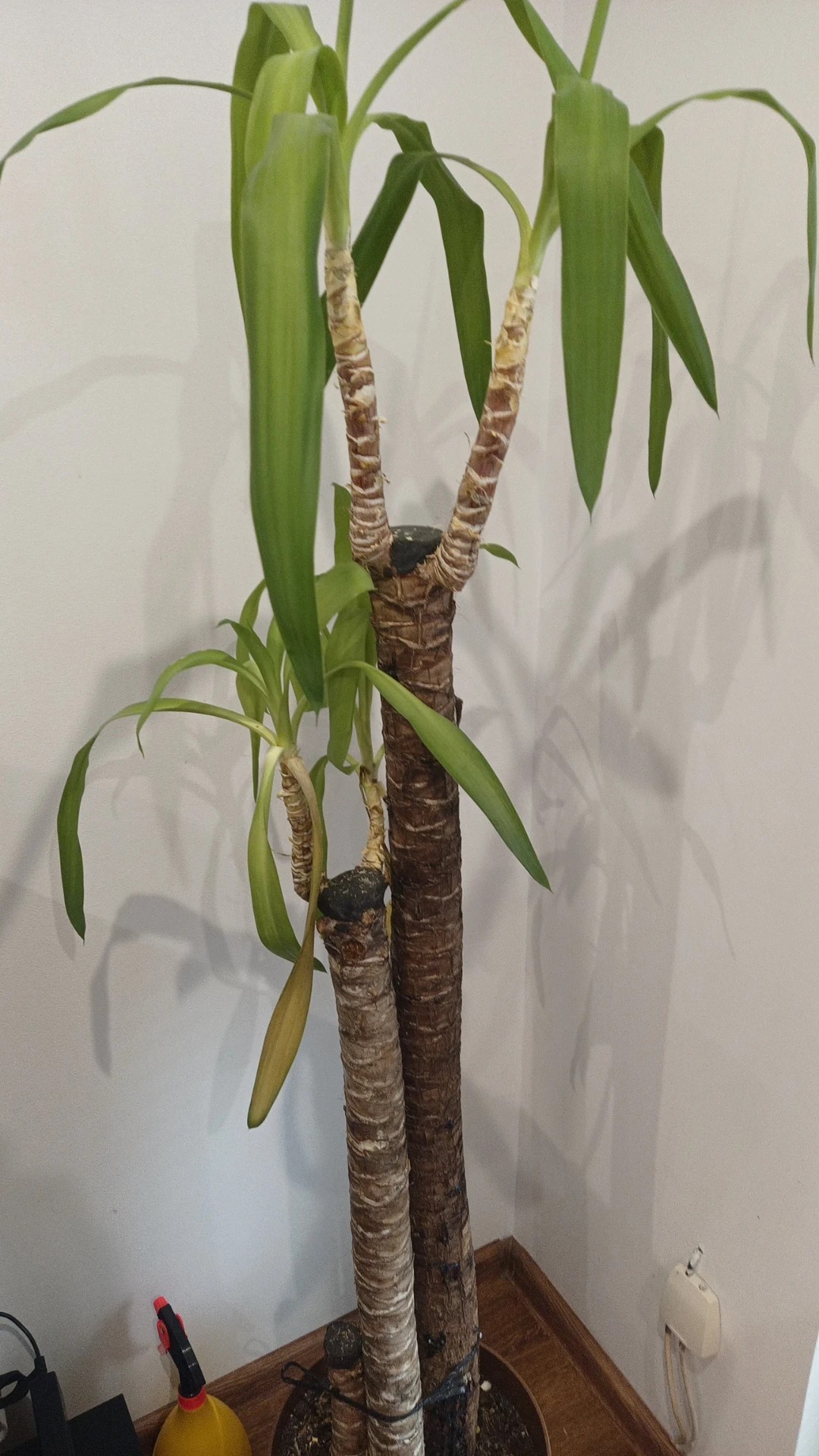 How to Treat Wilting Disease on Spineless yucca?