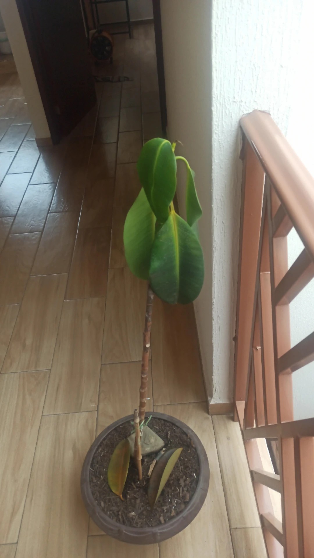 How to Treat Wilting Disease on Rubber tree?