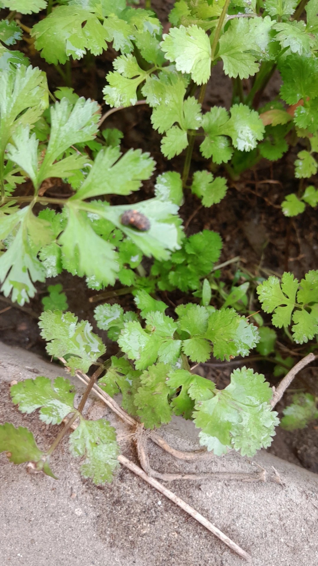 How to Treat Brown blotch Disease on Coriander?