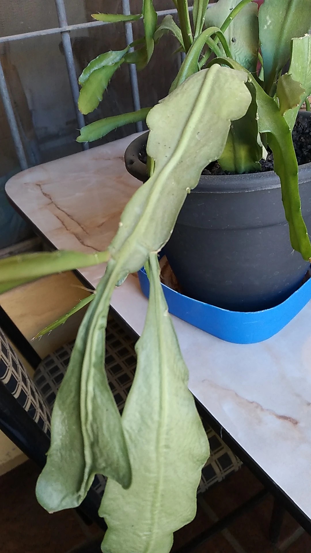 How to Treat Wilting Disease on Queen of the night?