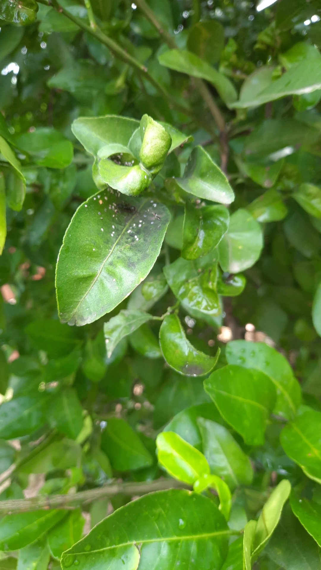 How to Treat Aphids Disease on Mandarin orange?