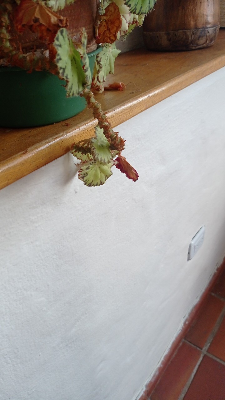 How to Treat Wilting Disease on Painted-leaf begonia?