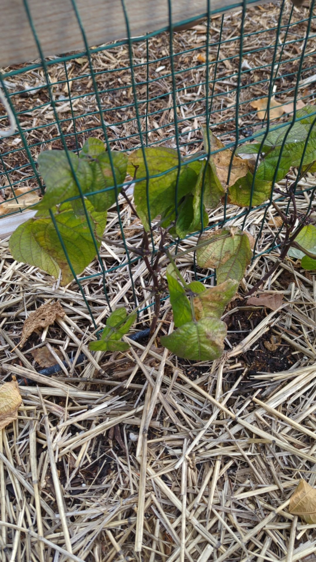 How to Treat Leaf rot Disease on Common bean?