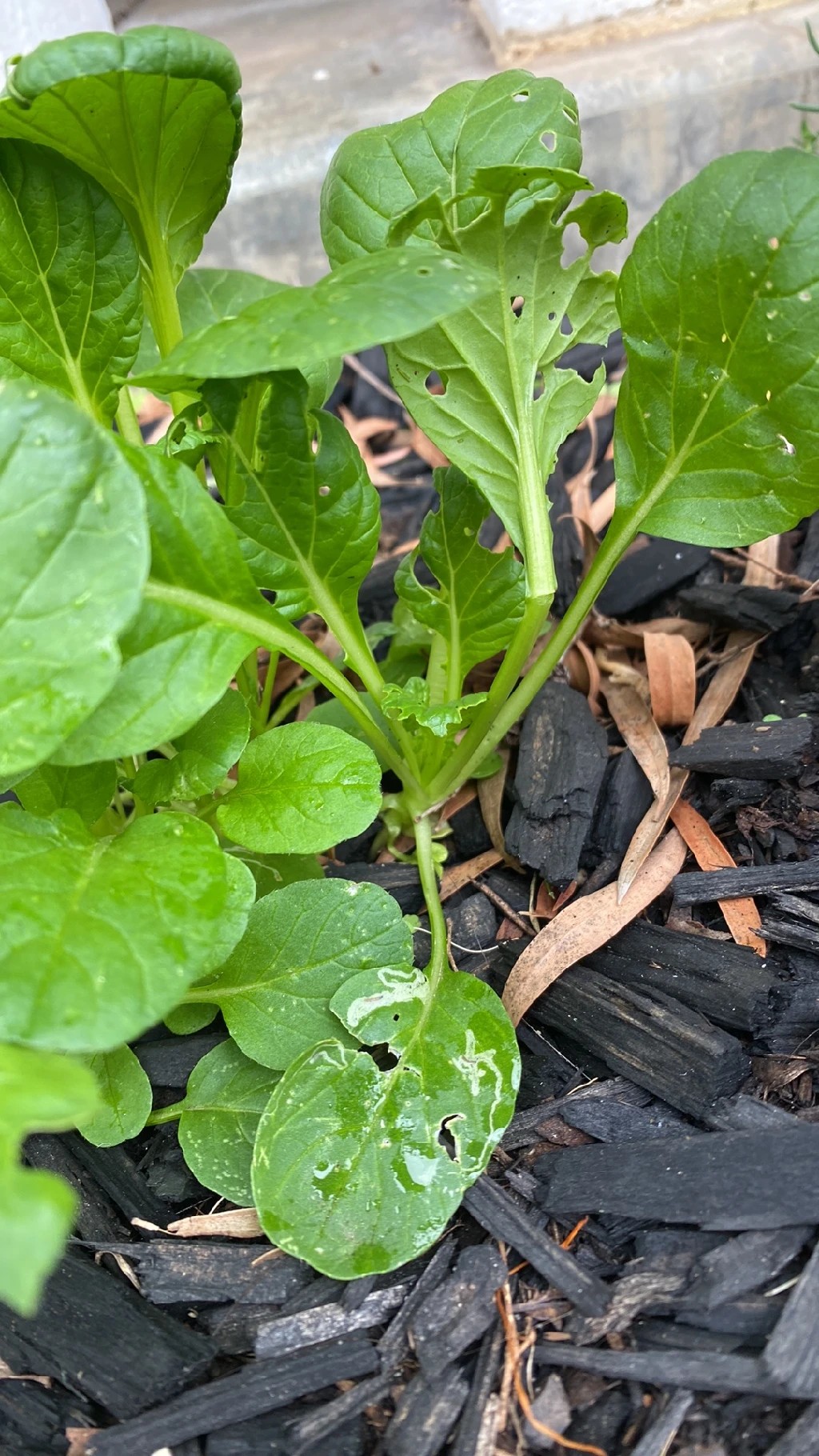 Spinach Plants Turning Yellow