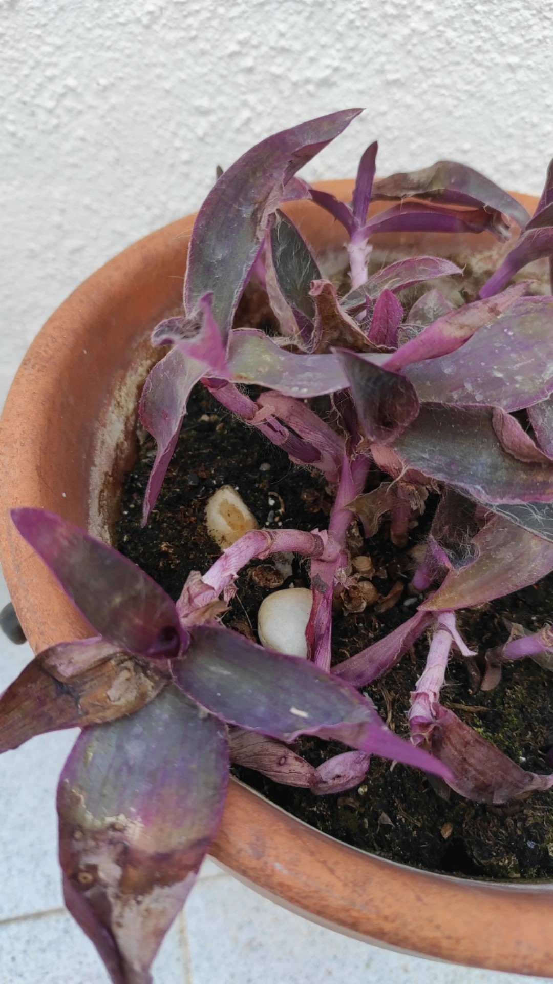 How to Treat Leaf rot Disease on Purple heart?