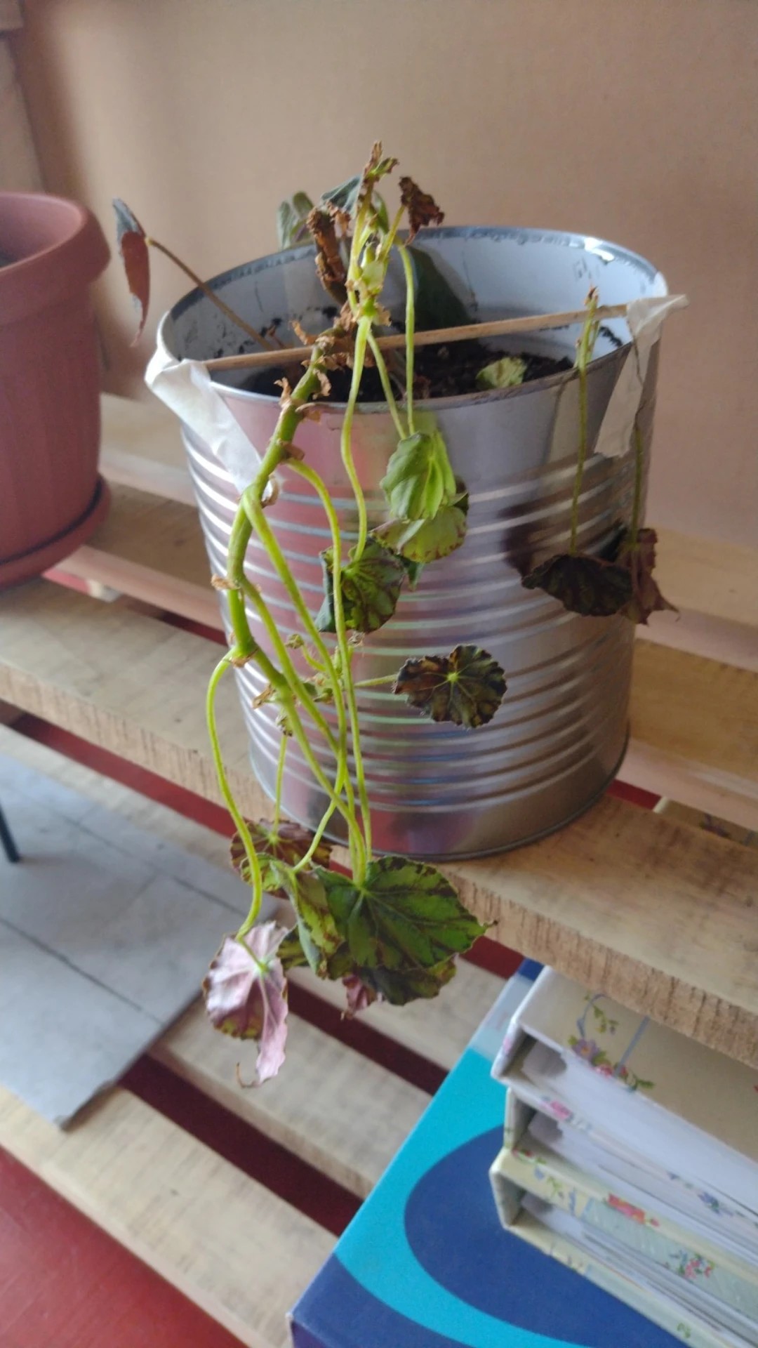 How to Treat Wilting Disease on Painted-leaf begonia?