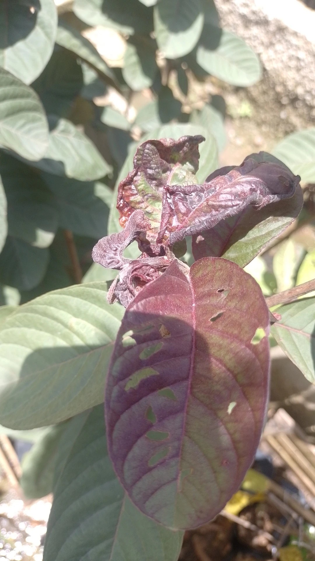 How to Treat Caterpillars Disease on Guava?