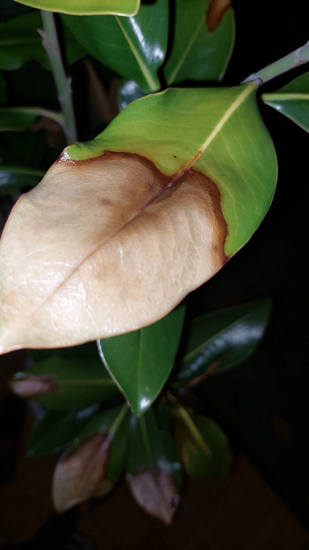 How to Treat Brown blotch Disease on Southern magnolia?