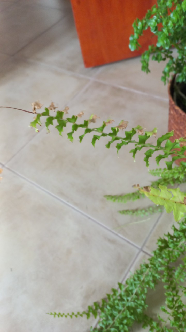 How to Treat Leaf blight Disease on Boston fern?