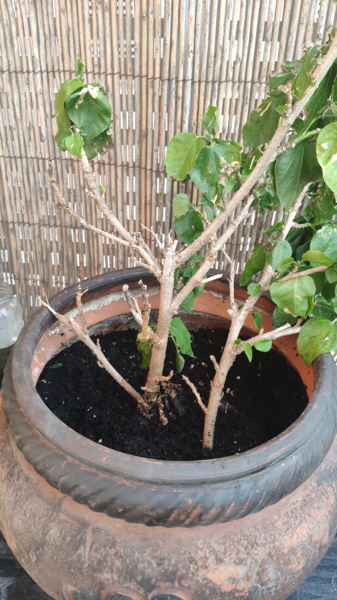 Wie behandelt man die Krankheit Blattfäule bei Chinesischer Roseneibisch?