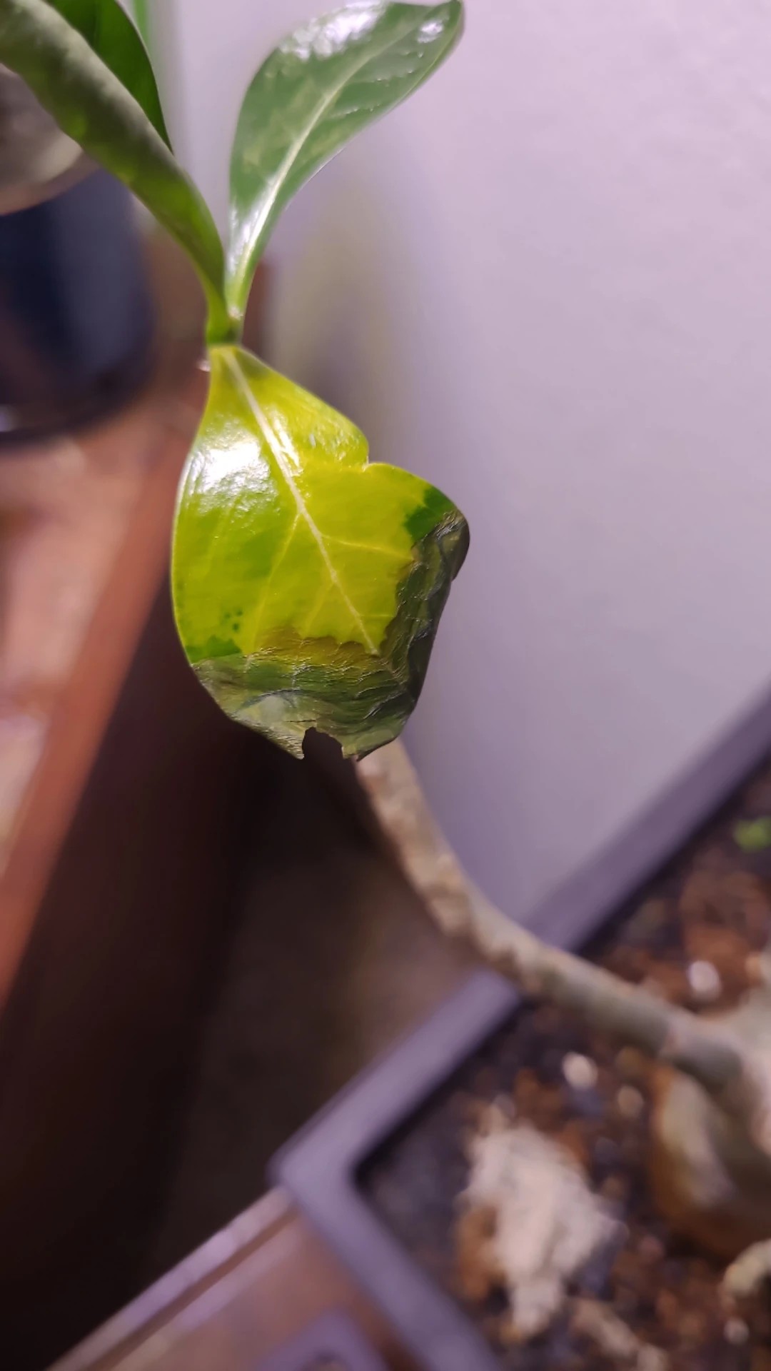 How to Treat Leaf rot Disease on Desert rose?