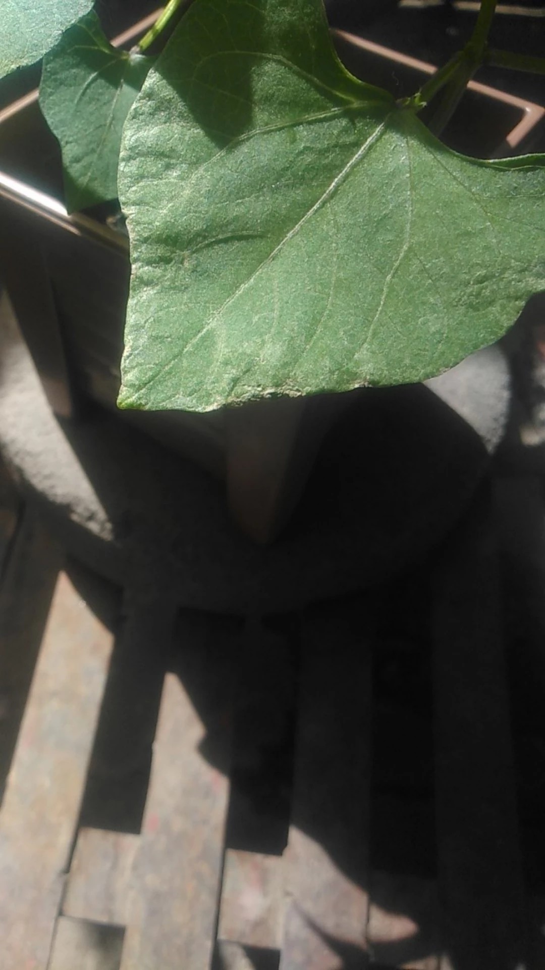 How to Treat Leaf rot Disease on Common bean?