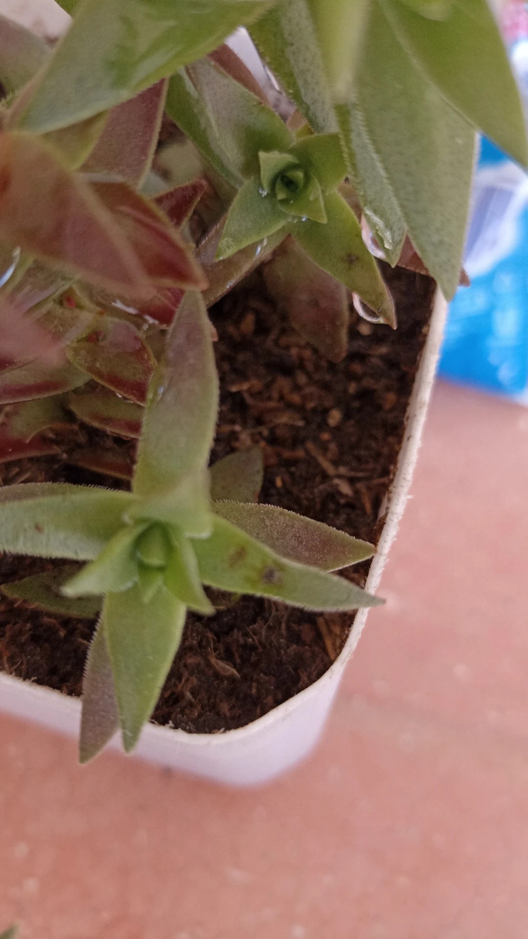 Comment traiter la maladie Tache brune pour Crassula capitella 'campfire'