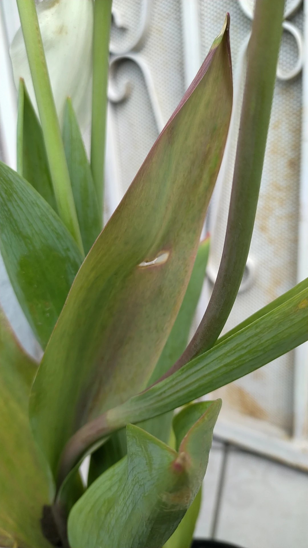 How to Treat Brown blotch Disease on Garden tulip?