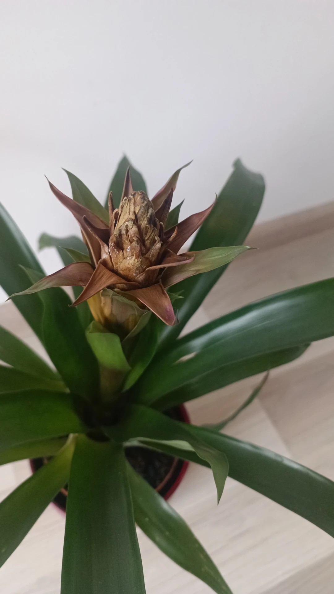 How to Treat Leaf blight Disease on Scarlet-star?