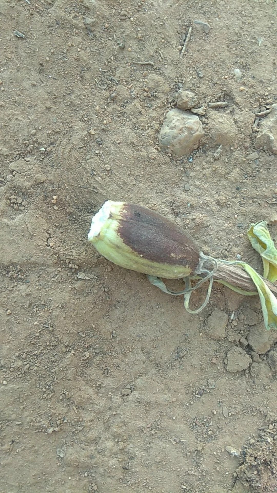 How to Treat Leaf rot Disease on Field pumpkin?