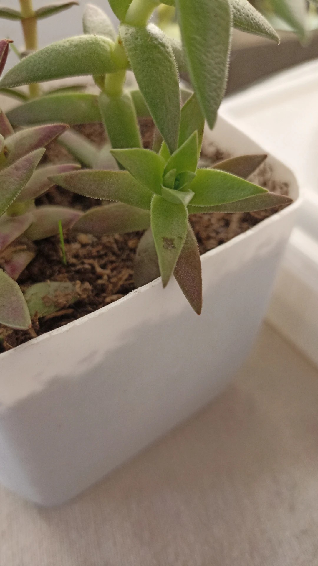 Comment traiter la maladie Tache brune pour Crassula capitella 'campfire'