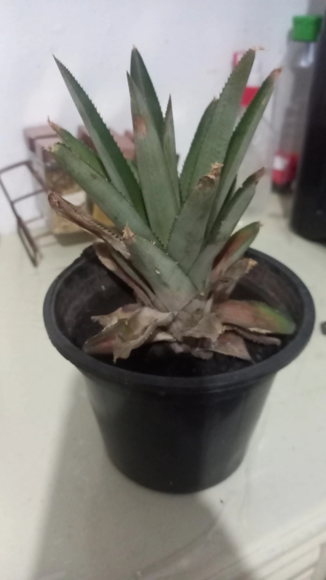 How to Treat Soft Rot Disease on Pineapple?