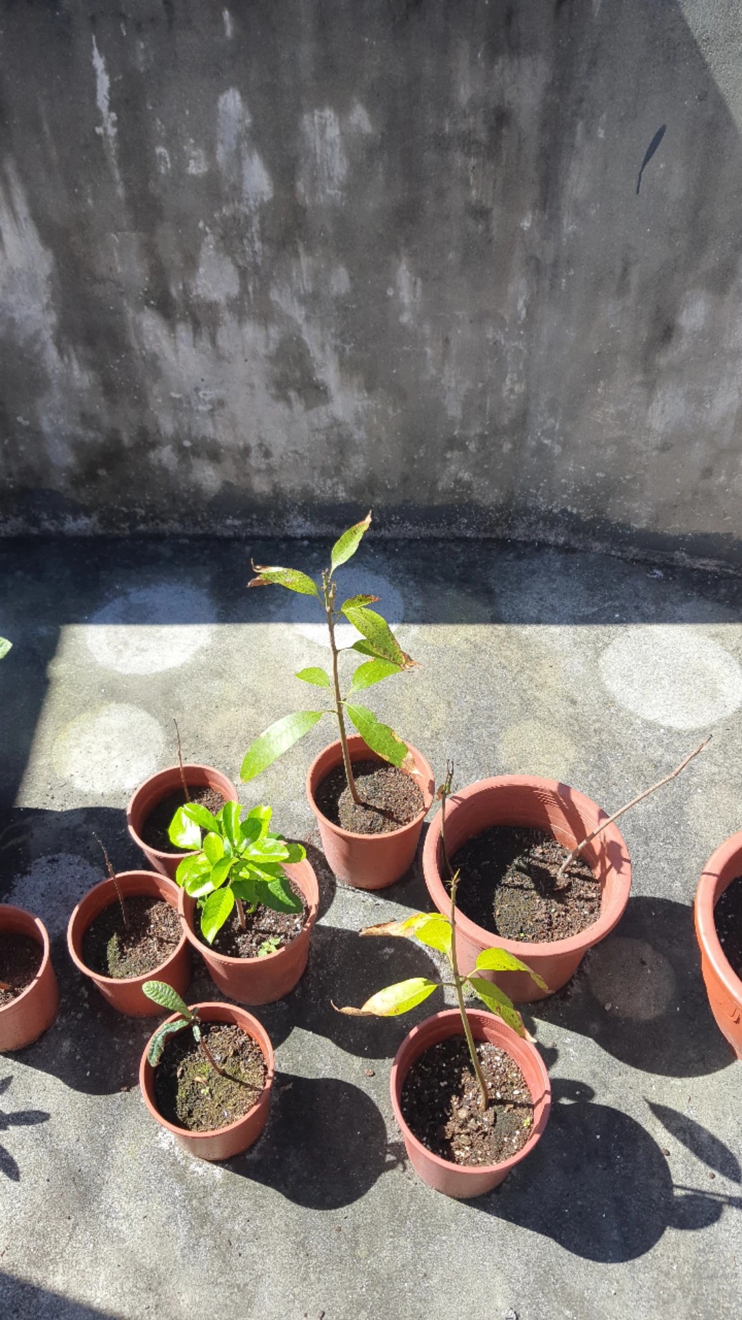 How to Treat Leaf blight Disease on Mango tree?