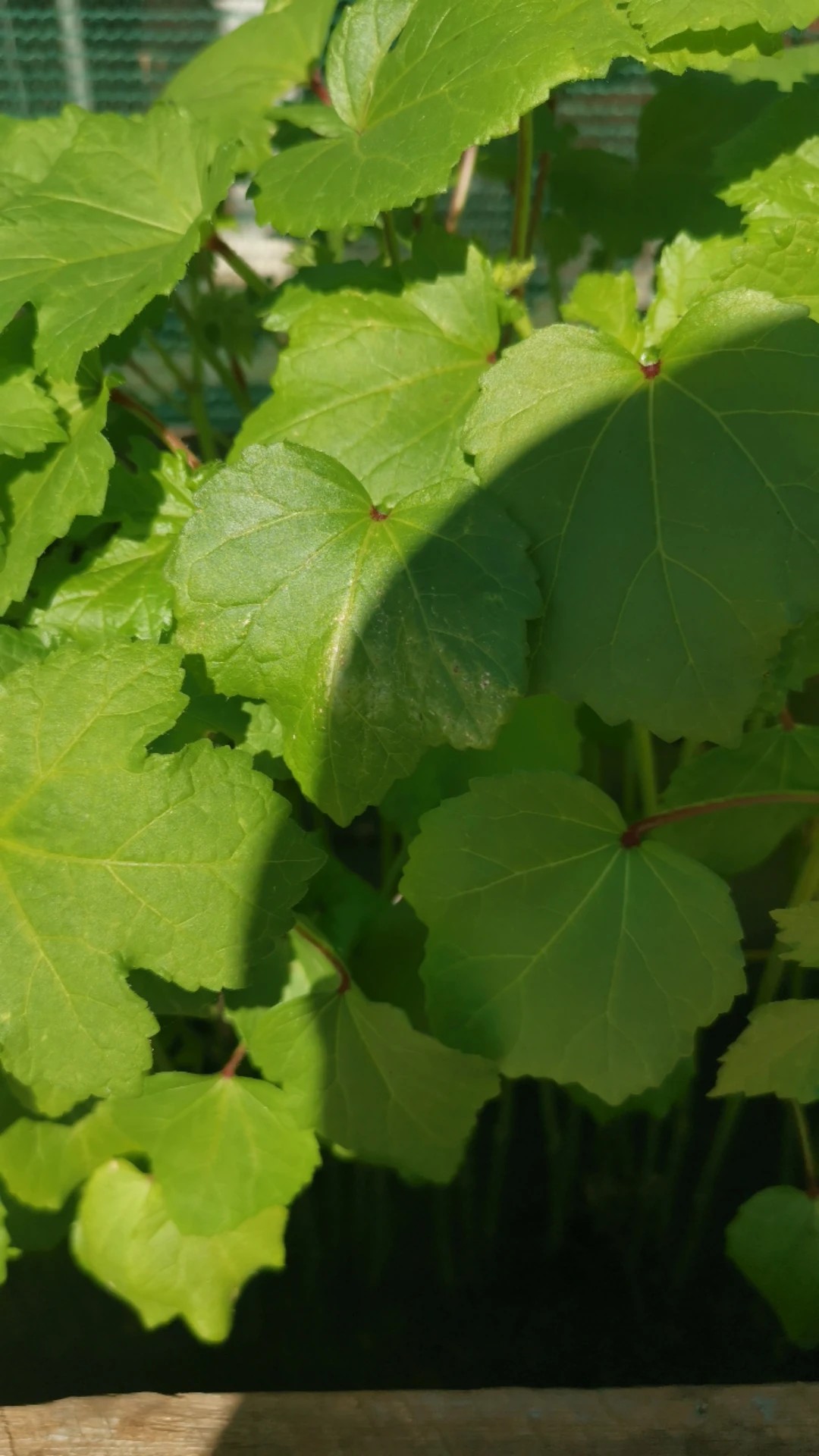 How to Treat Leaf rot Disease on Okra?