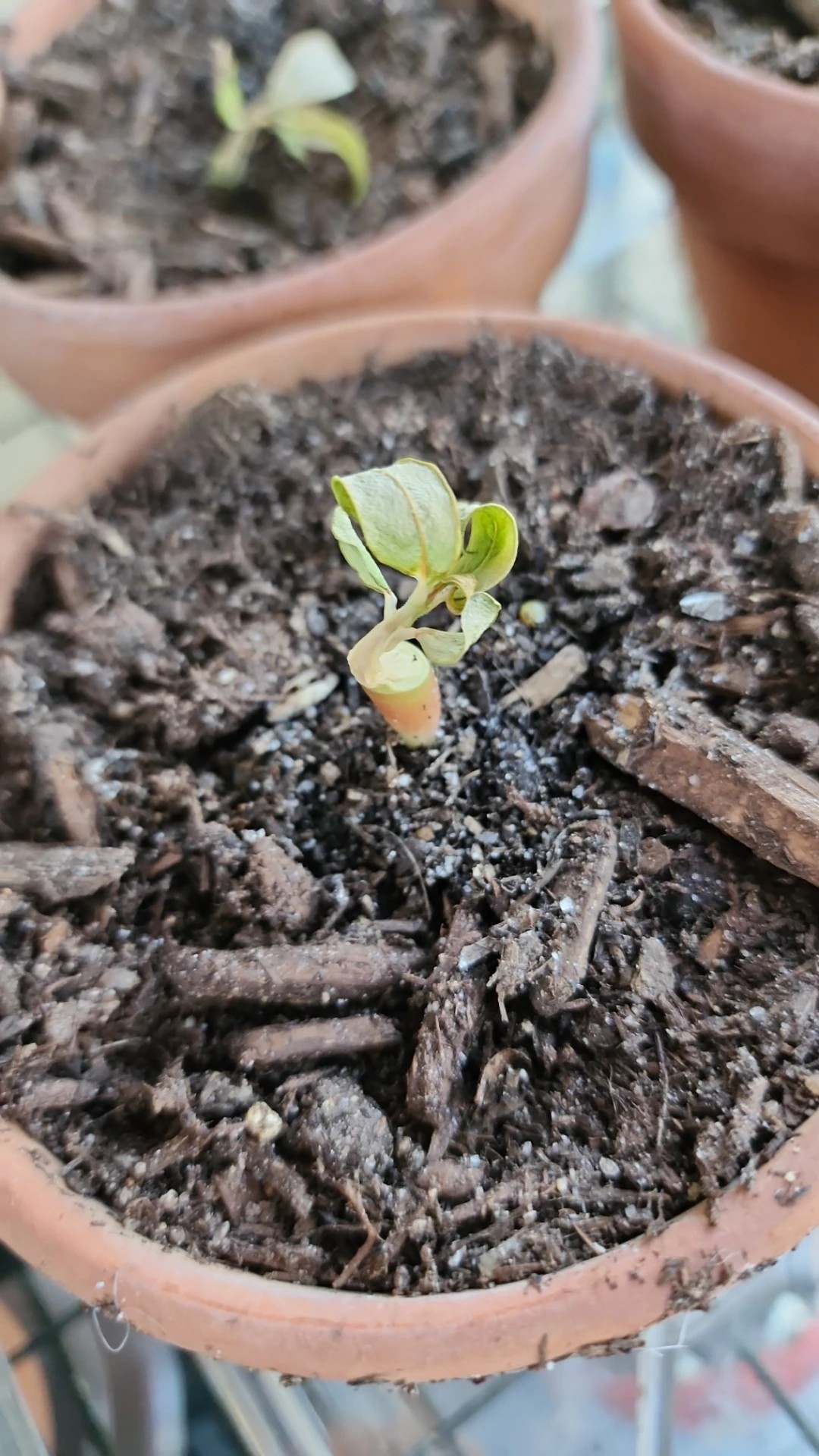 How to Treat Leaf rot Disease on Desert rose?