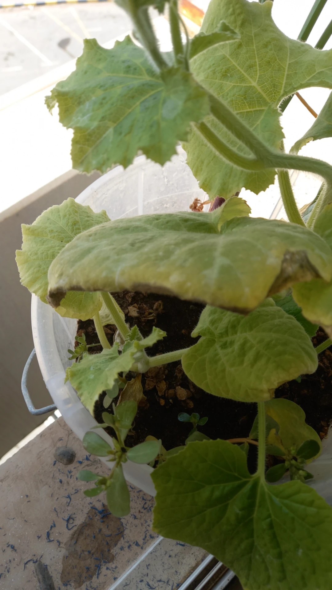 How to Treat Leaf rot Disease on Field pumpkin?
