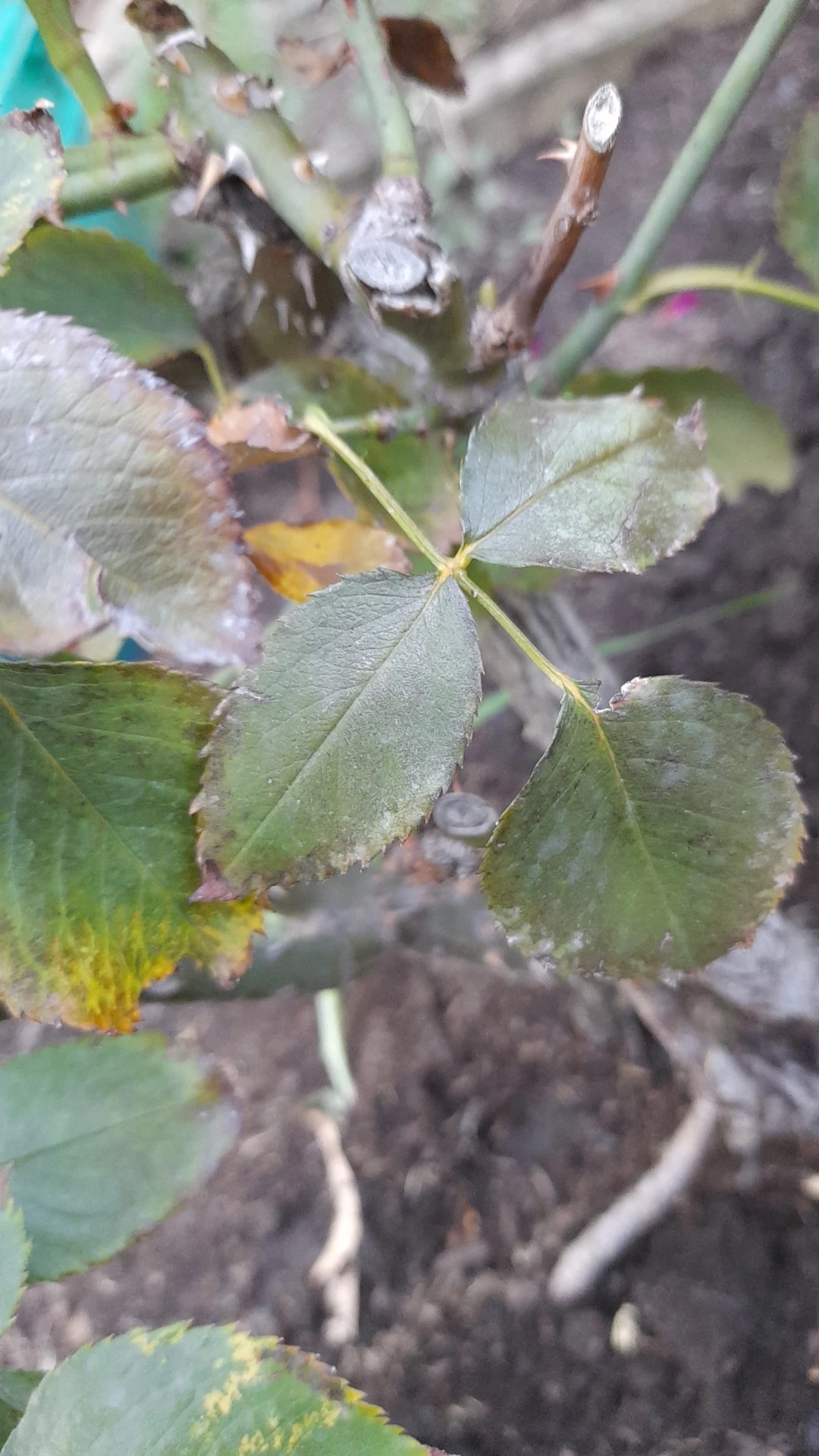 ¿Cómo tratar la enfermedad Oídio en Rosa china?