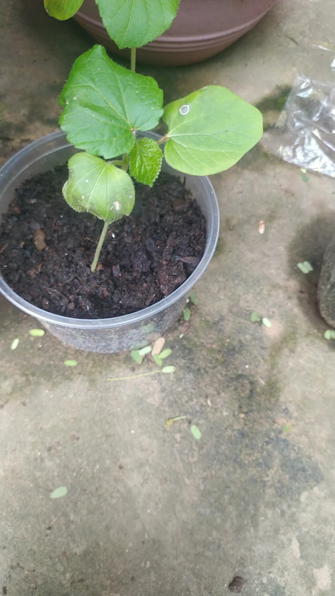 How to Treat Leaf rot Disease on Okra?