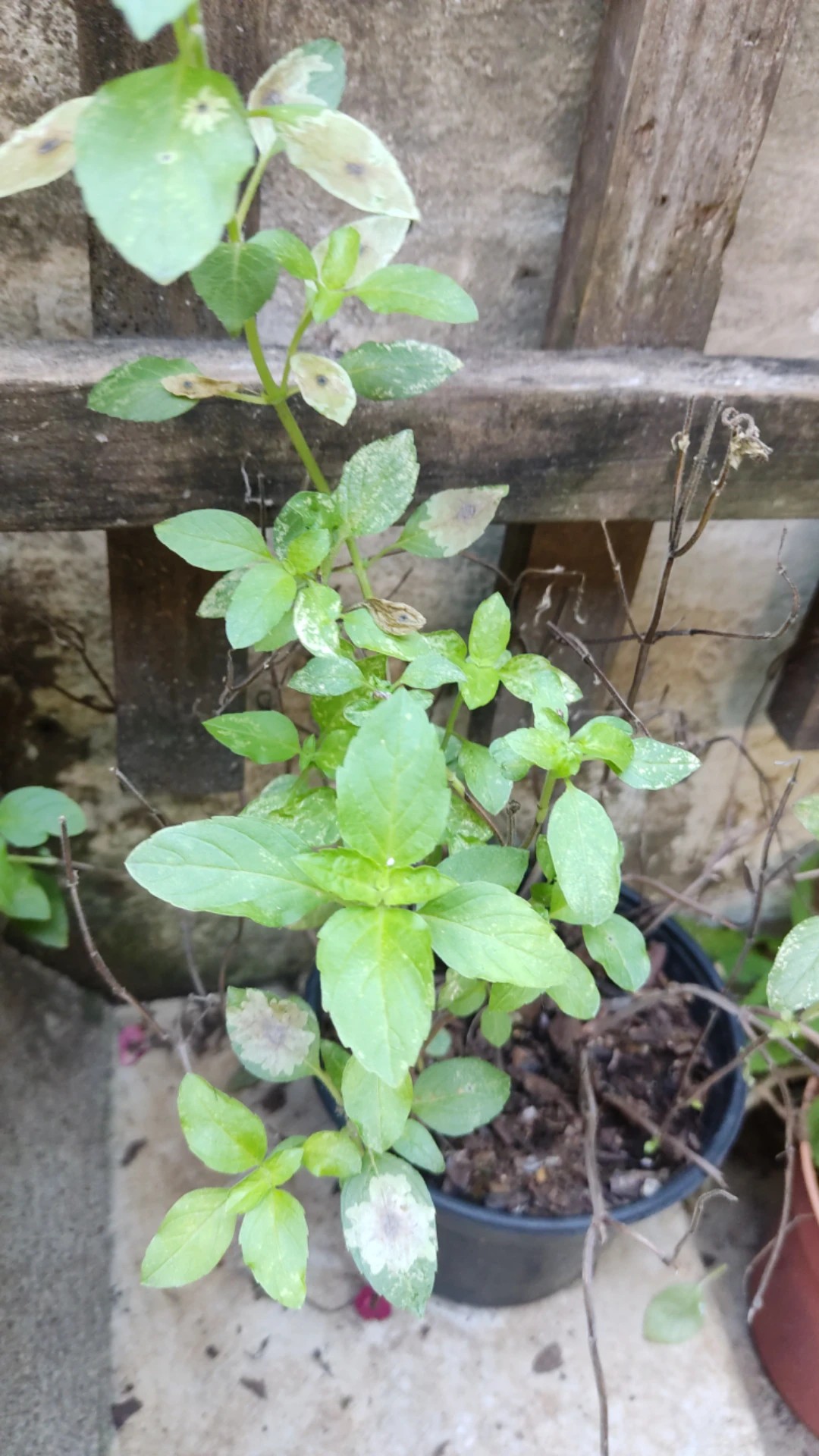 How to Treat Leaf miners Disease on Sweet basil?