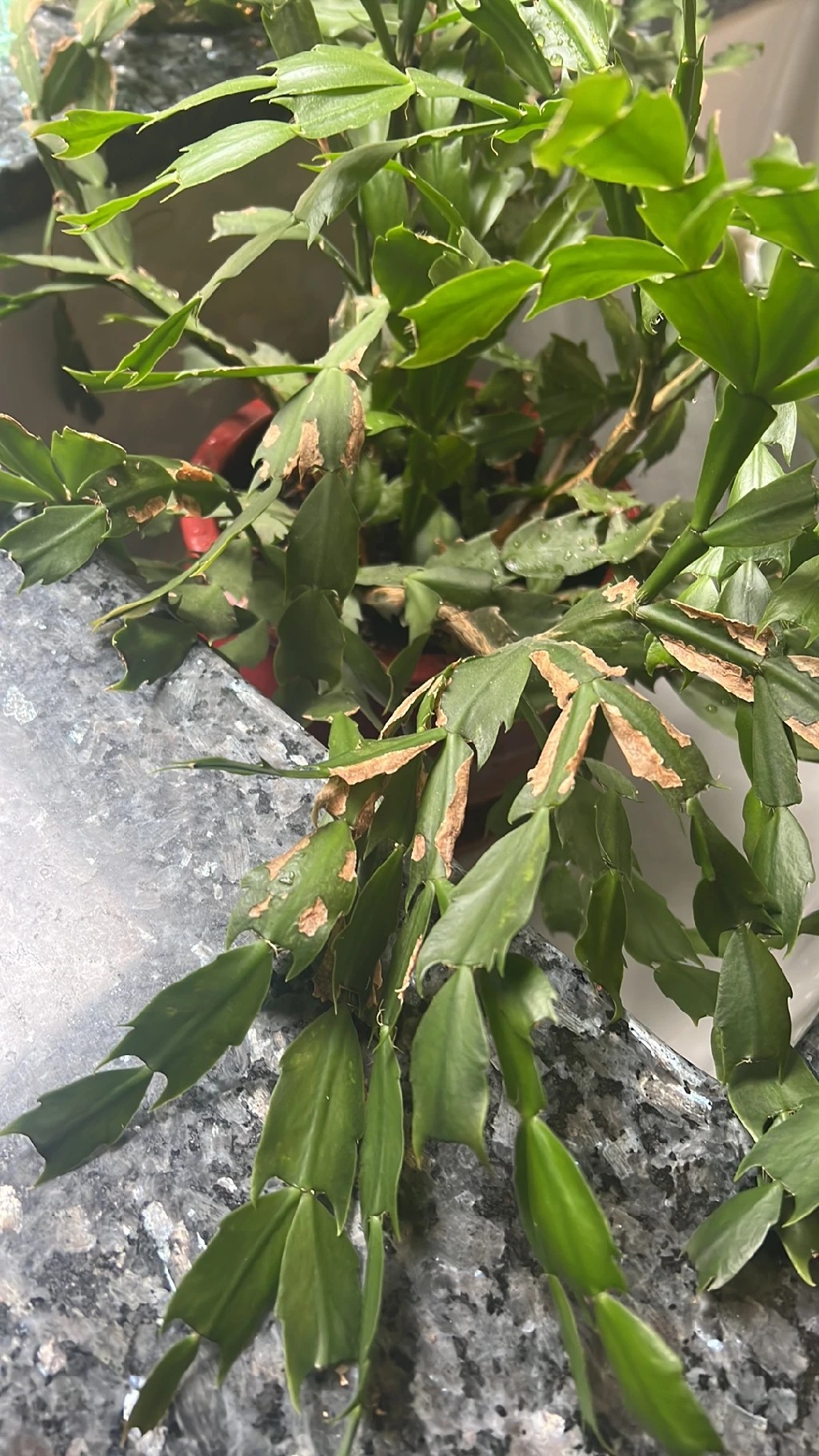 How to Treat Leaf mites Disease on False christmas cactus?