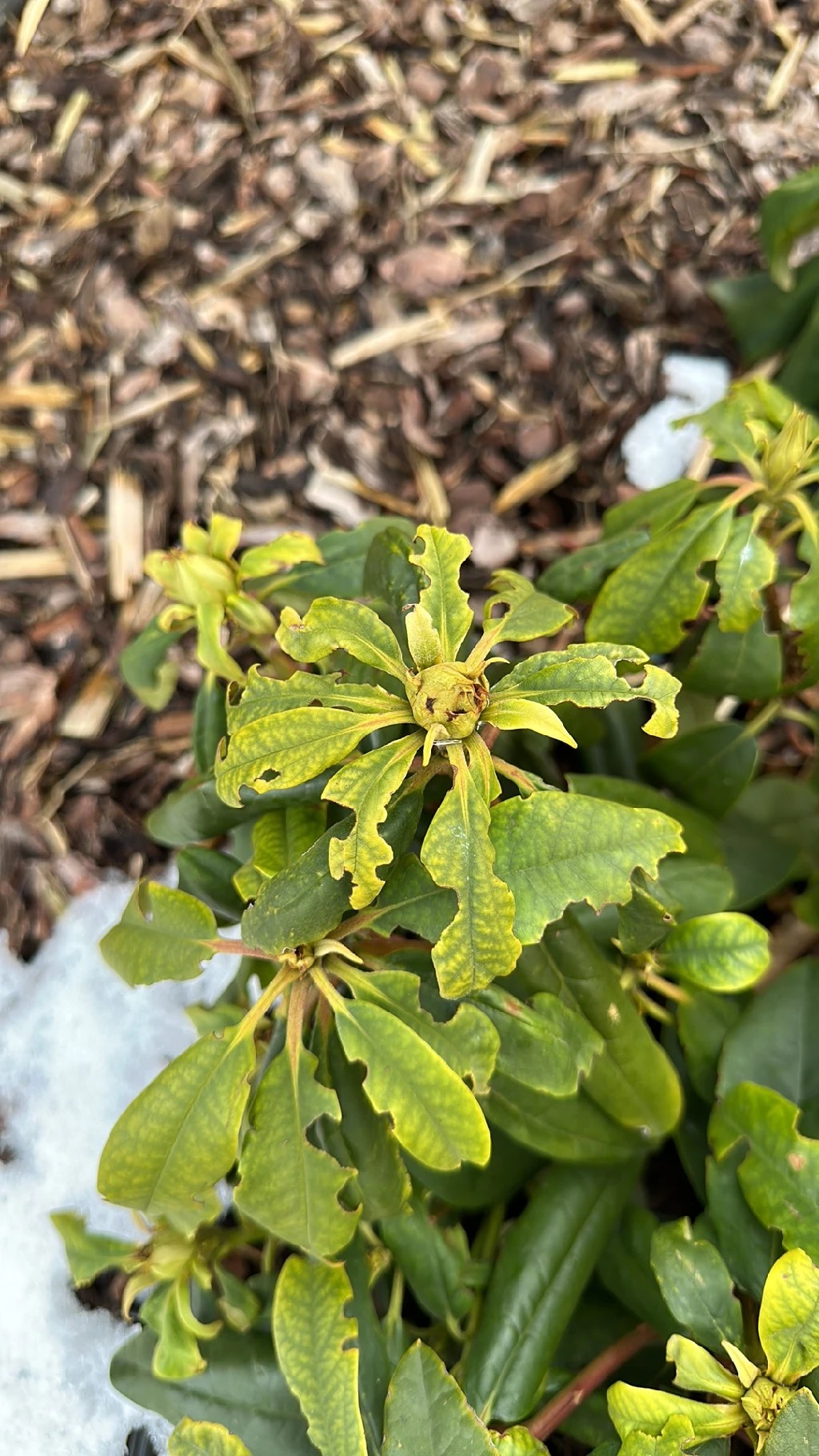 How to Treat Leaf weevils Disease on Great laurel?
