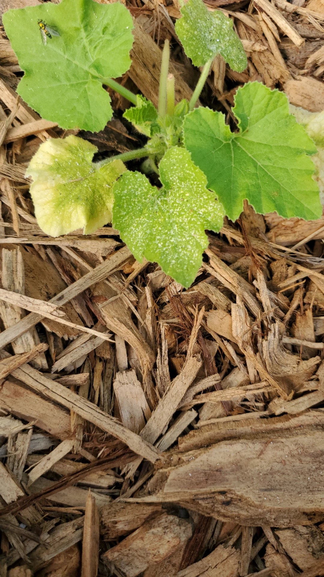 How to Treat Leaf rot Disease on Field pumpkin?