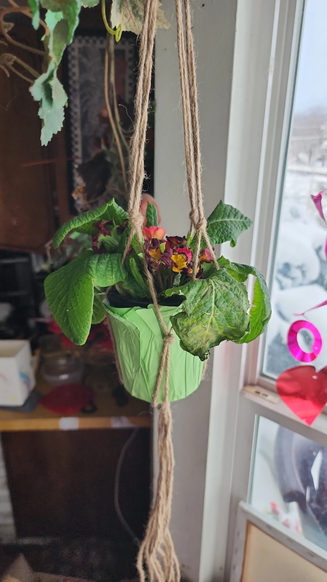 How to Treat Leaf rot Disease on Common primrose?