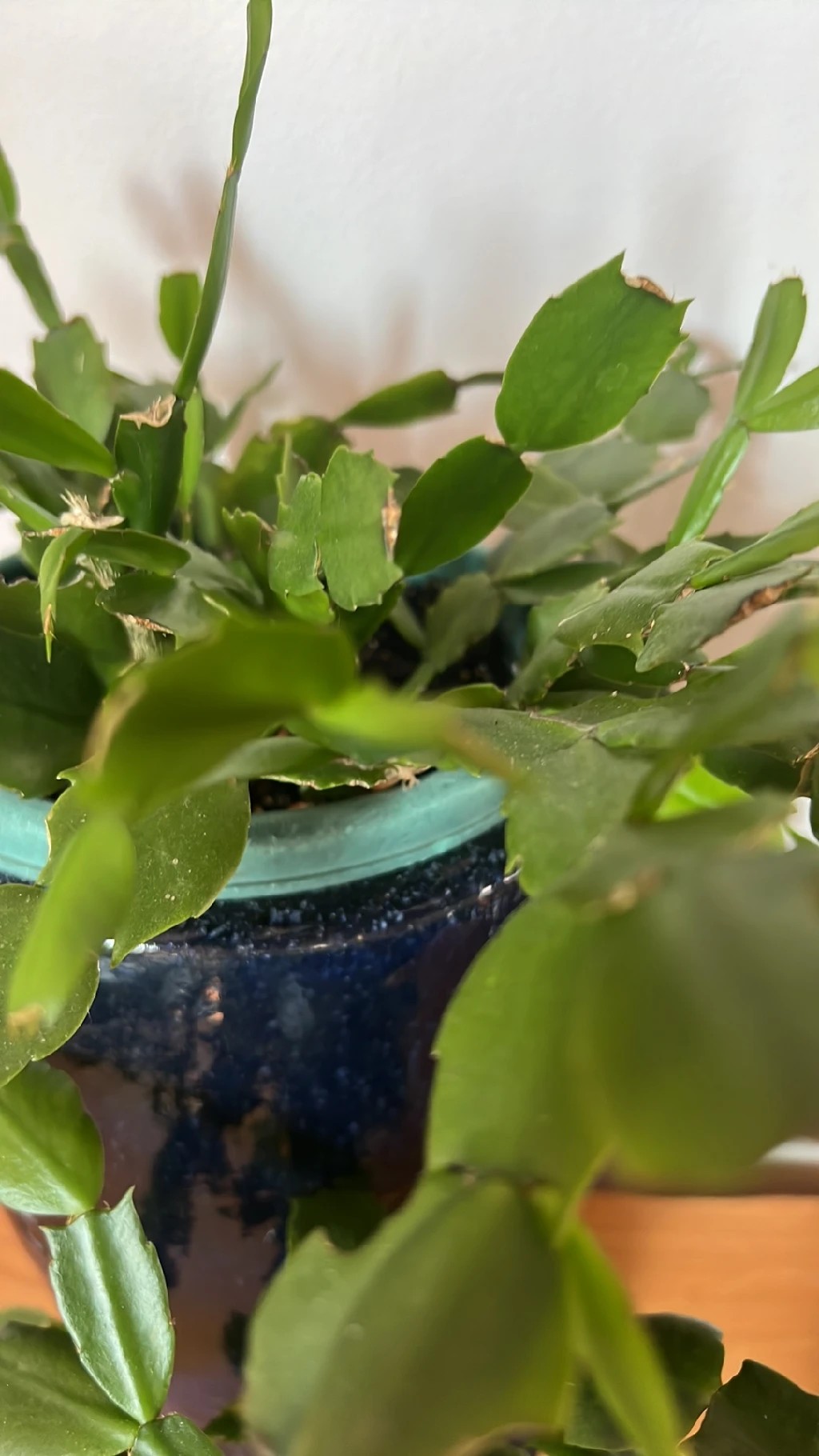 How to Treat Leaf mites Disease on False christmas cactus?